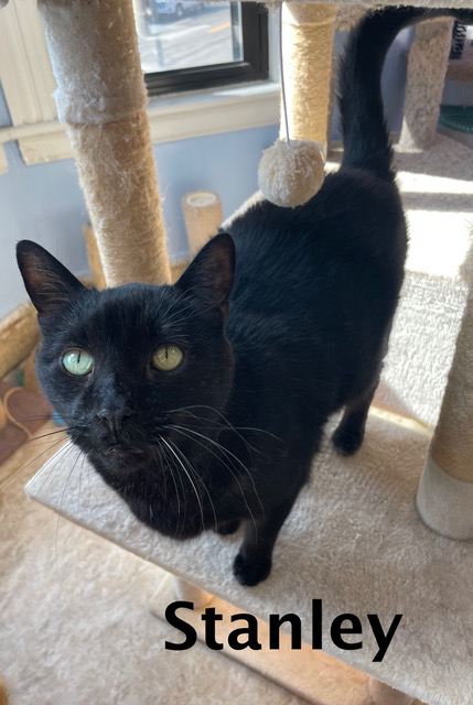 Stanley Is WSCR Cat Of The Week | News, Sports, Jobs - Post Journal